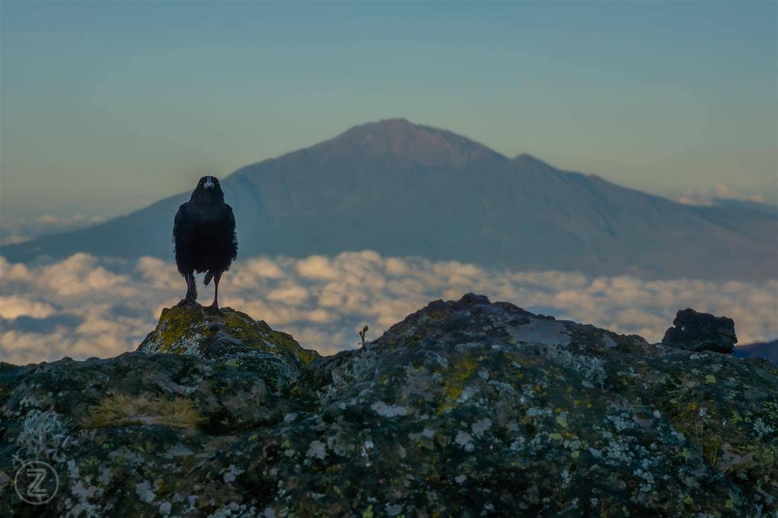 Mount Kilimanjaro guide recommendations for beginners